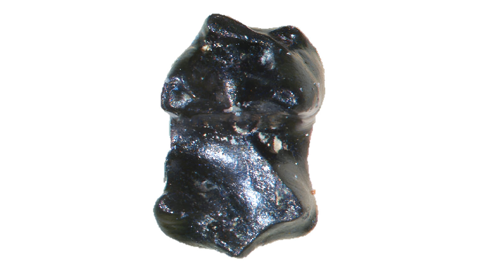 Крихітну «крижану мишу» знайшли на Алясці: вона жила 73 млн років тому ...