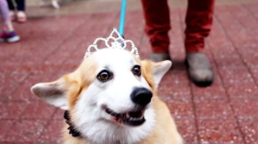 У Лондоні пройшов парад коргі на честь королеви Єлизавети II – borg ...