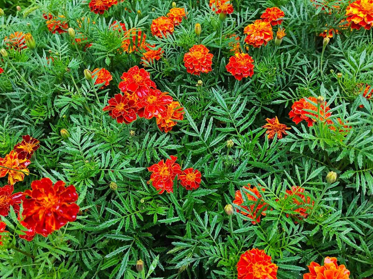 Увага до рослинності на природі зменшила відчуття стресу – borg.expert – медіа-портал про борги ...