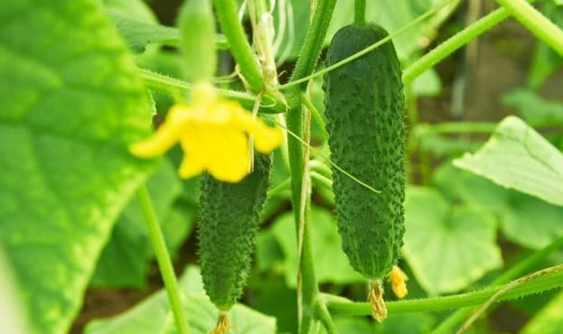 В Європі зростає популярність огірків-снеків – borg.expert – медіа-портал про борги та банкрутство