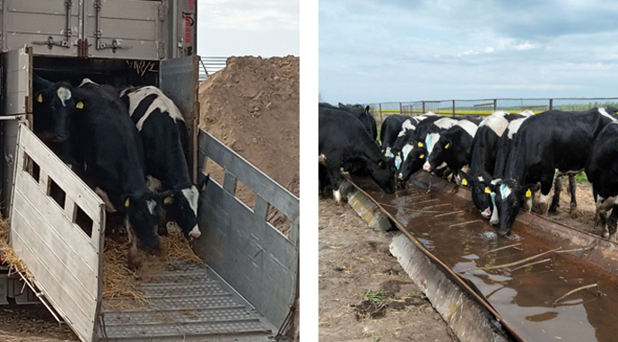 На Сумщини евакуювали понад 600 корів через обстріли росіян – borg ...